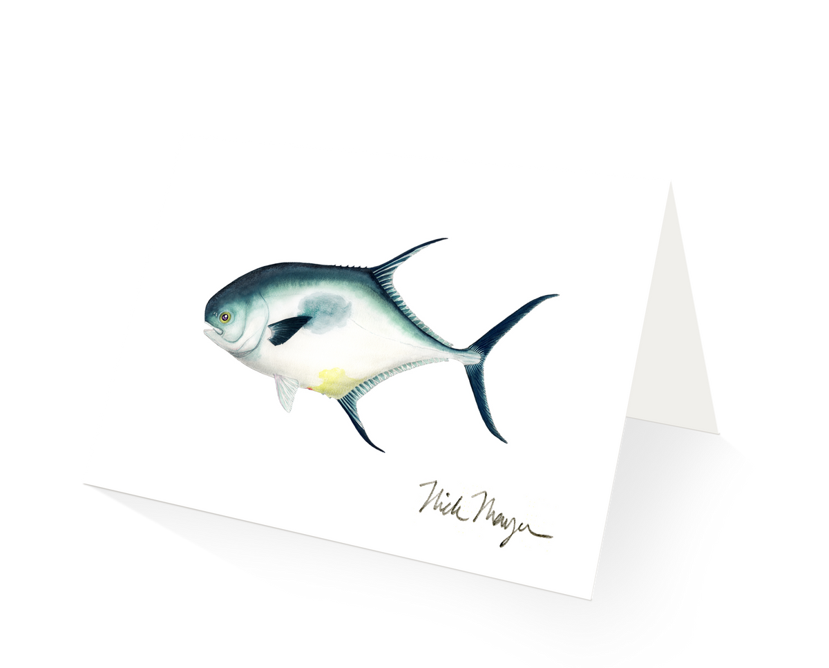 Atlantic Permit – Fast Focus