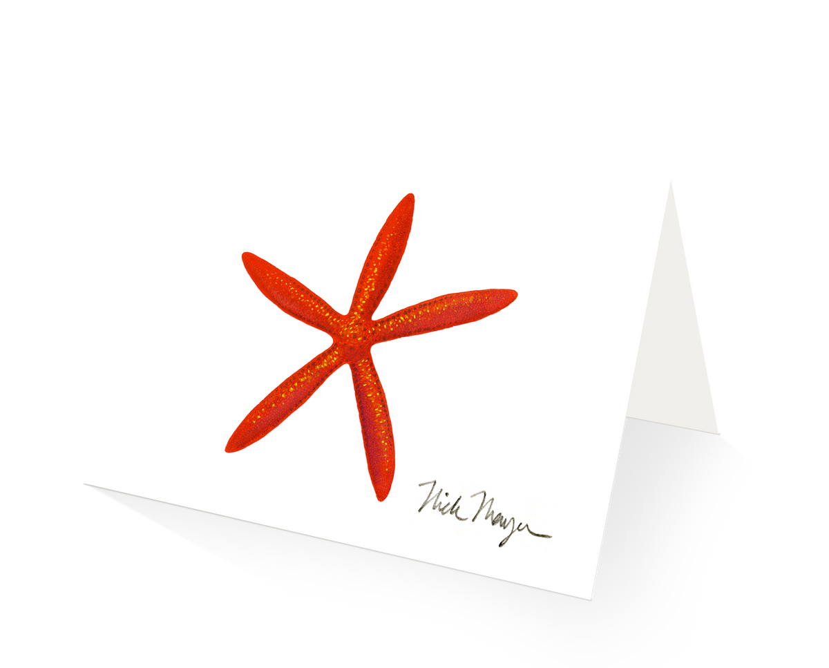 Red Linckia Starfish – Fast Focus